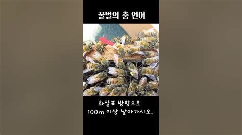 꿀벌의춤언어 8자춤 100미터 이상 진동방향으로 날아가시오~ Shorts Honeybee 양봉 춤추는일벌 Youtube