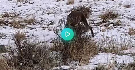 Hes A Pointer Not A Retriever Album On Imgur