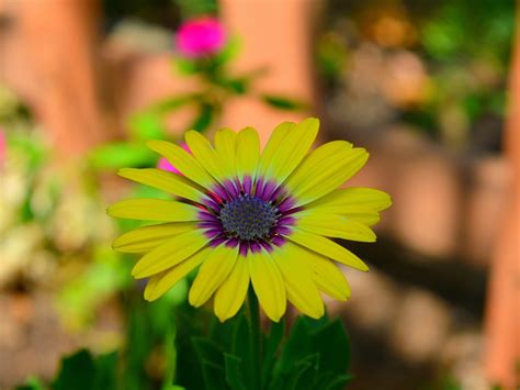 배경 화면 노란 꽃 거베라 꽃잎 2880x1800 그림 이미지