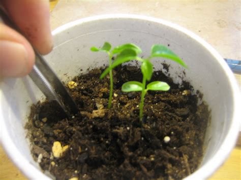 Where The Wild Greens Grow Seperating Passion Flower Seedlings
