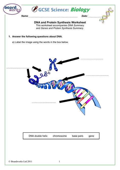 Protein Synthesis Worksheet Answers