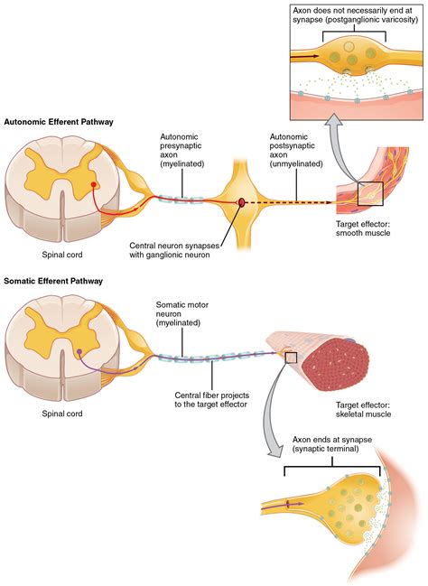 Parasympathetic Pathway