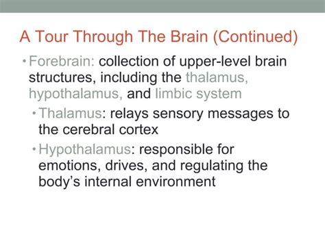 General Psych Neurobiological Bases Ppt