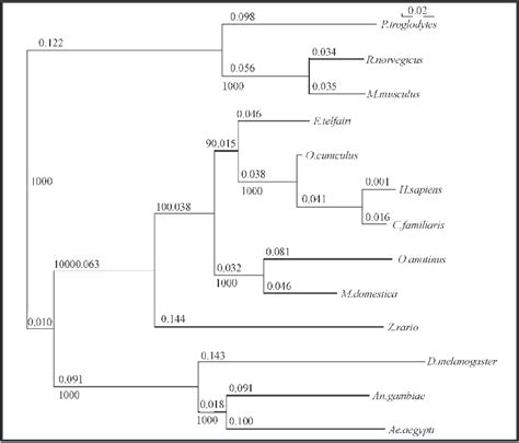 Phylogenetic Tree With Bootstrap Values In Bold Font And Branch