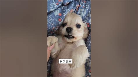 코카스파니엘 아메리칸코카스파니엘 코카스파니엘 강아지 Youtube