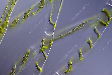 Spirogyra Sp Algae Light Micrograph Stock Image C056 8851 Science Photo Library