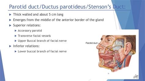 Whartons And Stensens Duct
