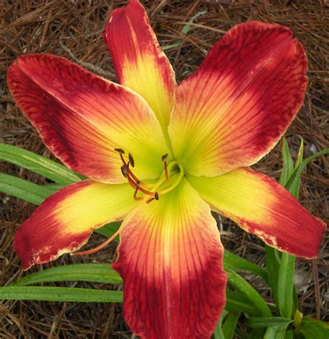 Katielous Lilies Ruby Spider