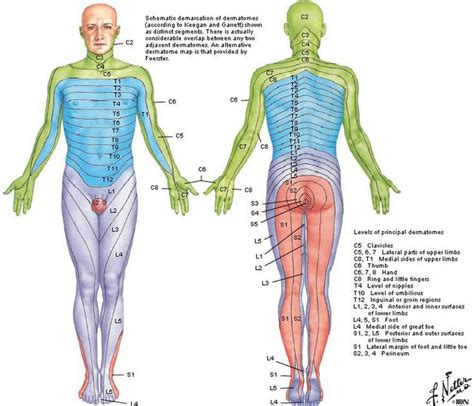 Pin Su Sciatica Diagram