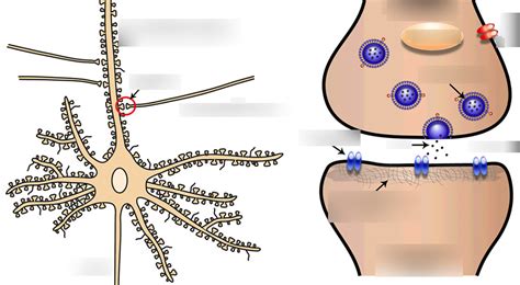 Dendrites And Dendritic Spines Chapter 2 Diagram Quizlet