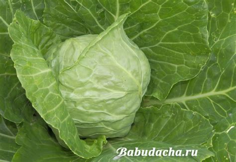 Как поливать капусту в открытом грунте Дача