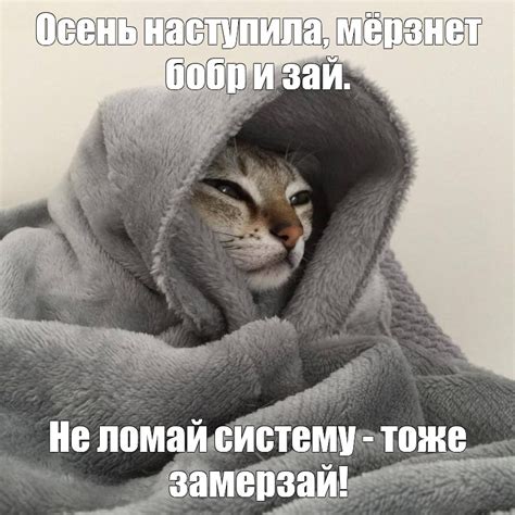 Создать мем смешные кошки теплое одеяло котик в капюшоне Картинки Meme