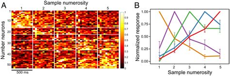Number Neurons In The Nidopallium Of Young Domestic Chicks Pnas