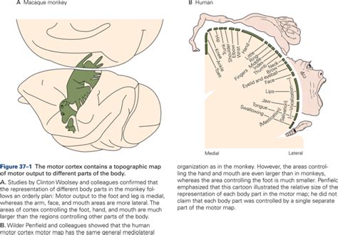 Primary Motor Cortex KINES Neural Control Of Movement