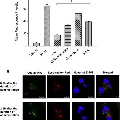 Cell Uptake And Intracellular Trafficking Of Fam Sirna Encapsulated In
