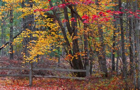 Colorful Fall Foliage On Trees In Autumn Stock Image Image Of Upper