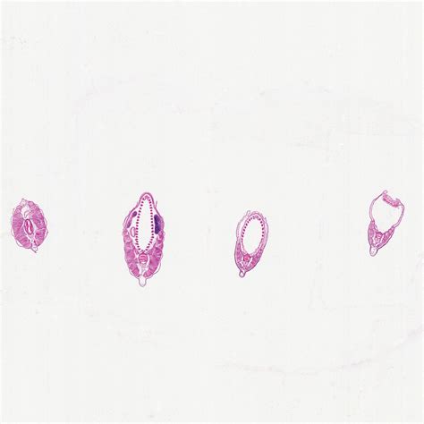 Amphioxus Composite Cs 7 µm Hande Microscope Slide Carolina Biological Supply