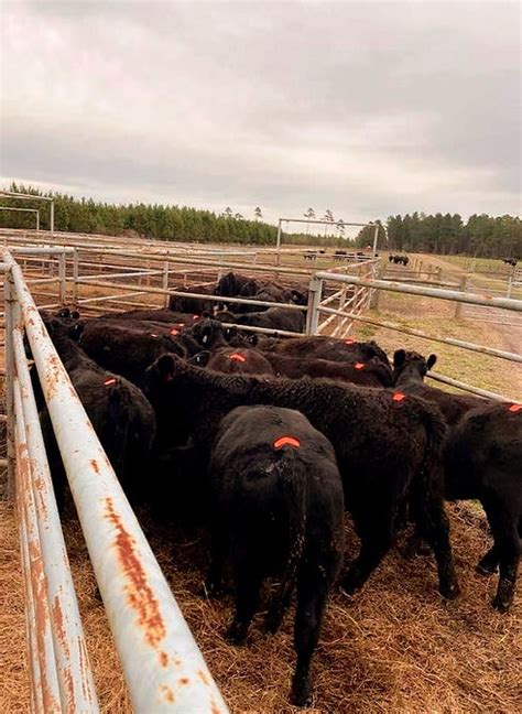 Cattle Synchronization Heat Sync Sarver Cove Cattle Louisiana