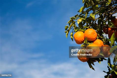 Plot Orange Photos And Premium High Res Pictures Getty Images