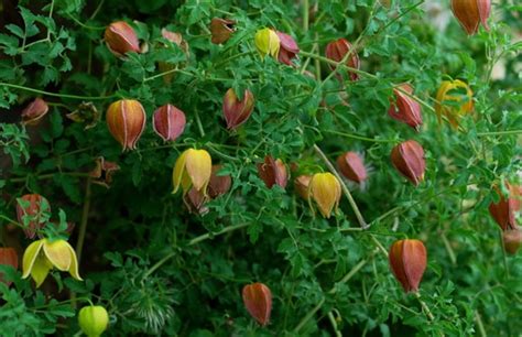 30 сортов клематисов с фото и описанием: подборки по видам и регионам