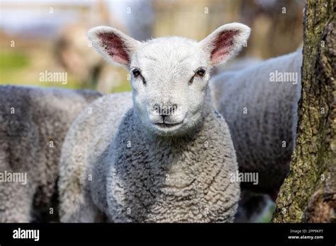 Cute Lamb Portrait Soft And Tender Curly Lambkin Small Sheep Stock
