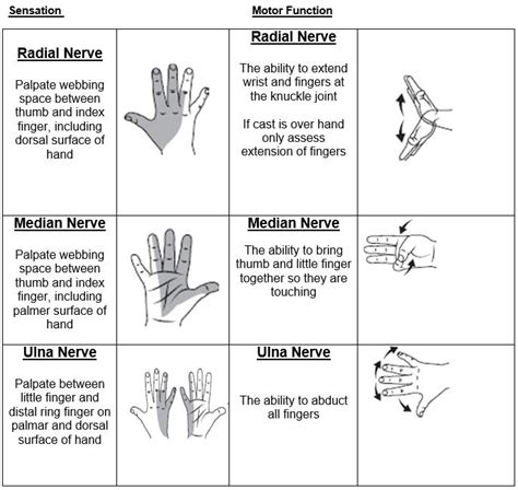 Describe The Components Of A Peripheral Vascular Nursing Assessment