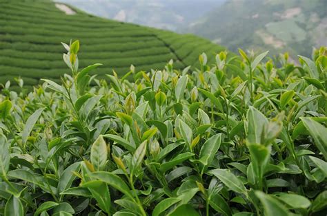2023年奇萊山都達村秋茶狀況 廖長興茶業
