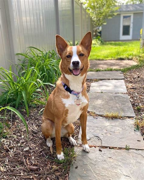 Shiba Inu Mix That Doesnt Shed As Much