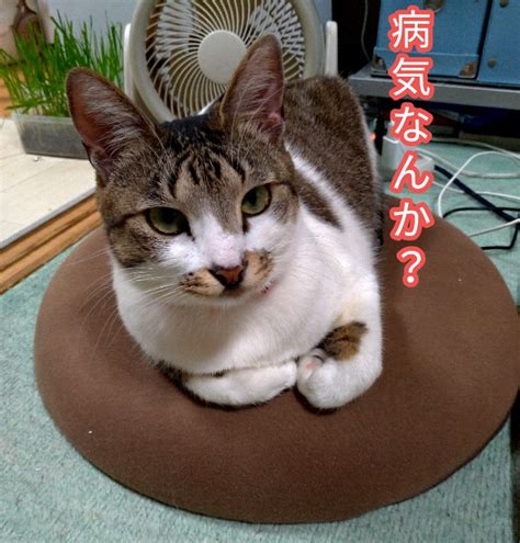 猫の睡眠時間は短いの！飼い主生きてる？ ゆるりねこblog