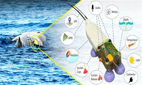 Whale Tag Will Help Decode Communication In The Deep Ocean