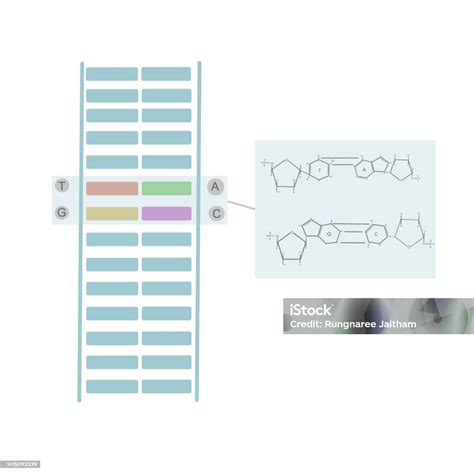 Ilustración De Los Pares De Bases Complementarias En Doble Soporte De