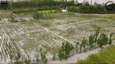 Ten Billion Tree Tsunami Programme Gilgit Baltistan