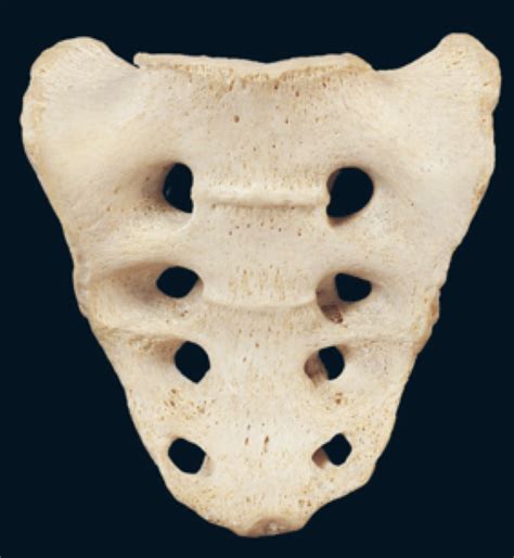 Appendicular Skeleton Pt 19 Diagram Quizlet