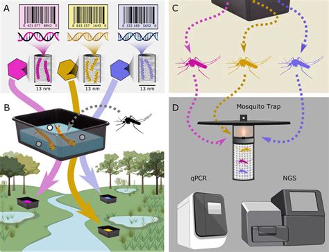 Mark Release Recapture Strategy A Synthetic Dna Barcode Sequences Download Scientific