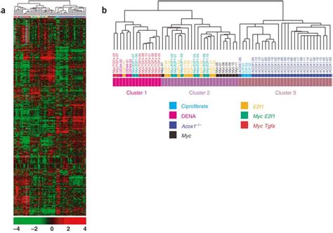 Cluster Analysis Of Mouse Hccsa Unsupervised Hierarchical Cluster Download Scientific