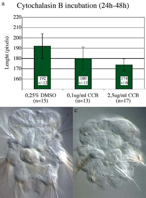 Actin Filament Depolymerisation By Cytochalasin B Affects Elongation Of Download Scientific