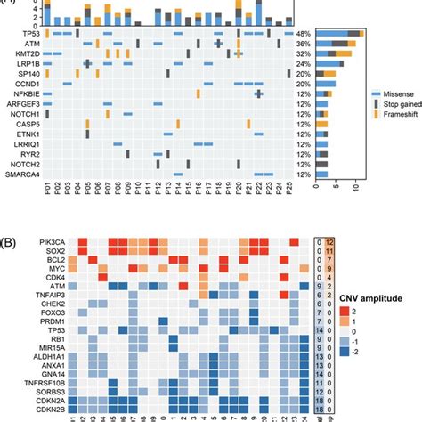 Mutational Profile And Copy Number Variation Cnv Profile Of Mantle