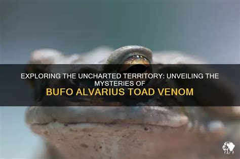 Exploring The Uncharted Territory Unveiling The Mysteries Of Bufo
