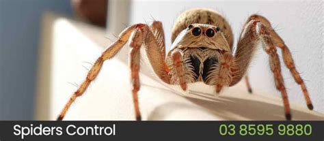 Spider Control Melbourne Professional Treatments