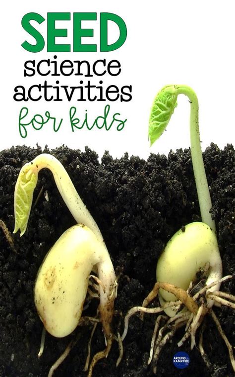 Easy Seed Science Experiments Parts Of A Seed Activities Artofit