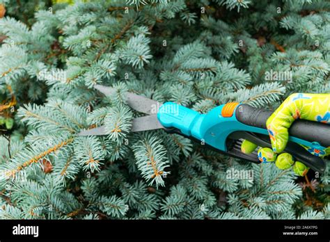 Seasonal Pruning Trees With Pruning Shears Female Gardener Hand In Protective Gloves Pruning