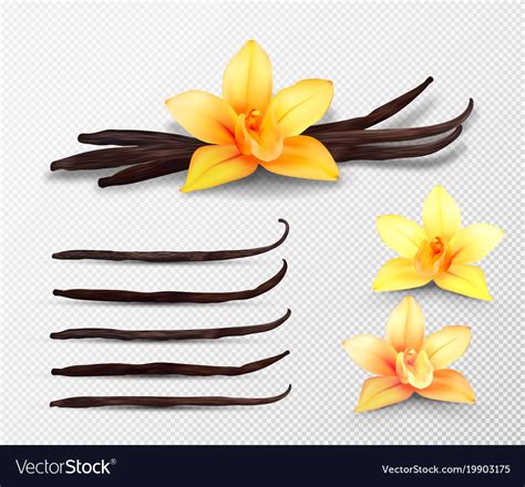 Realistic Set Isolated Elements Vanilla Royalty Free Vector