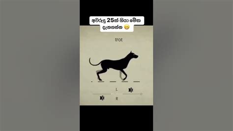 කවදාවත් දැනන් හිටියද මෙහෙම දෙයක් Youtube