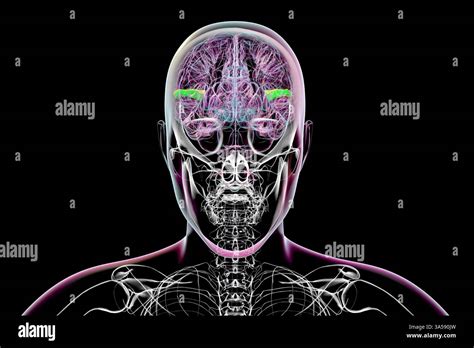 Illustration Of The Human Brain With The Transverse Temporal Gyri Highlighted Showing The