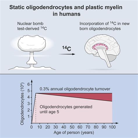 Oligodendrocytes Diagram