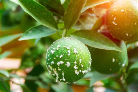 Citrus Mealybug Planococcus Citri Hemiptera Pseudococcidae Is The Dangerous Pest Of Different