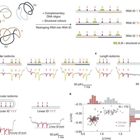 Artemis Discriminates Alternative Splicing Isoforms Of Messenger Rna