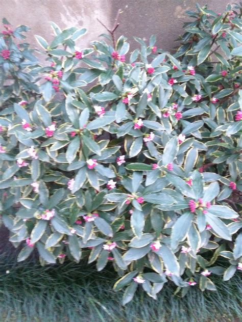 ყვავილები მაჯაღვერი დაფნა ოდორა ყინვაგამძლე