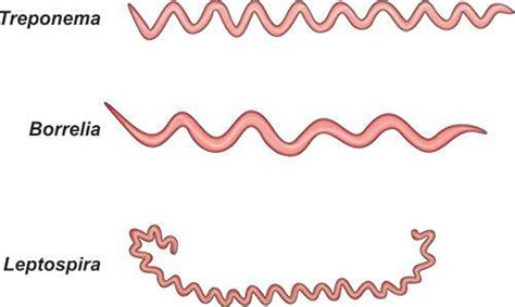 Spirochetes Part 1 Flashcards Quizlet