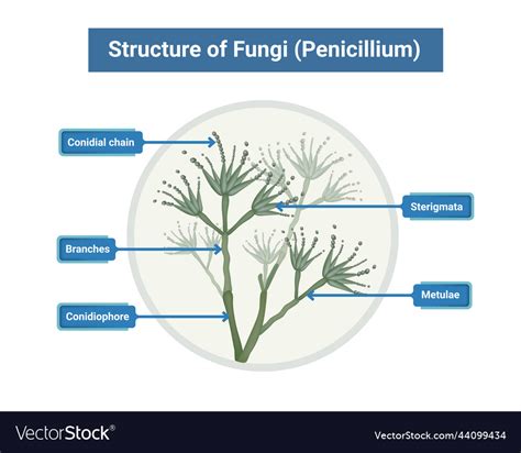 Diagrama De Penicillium Notatum